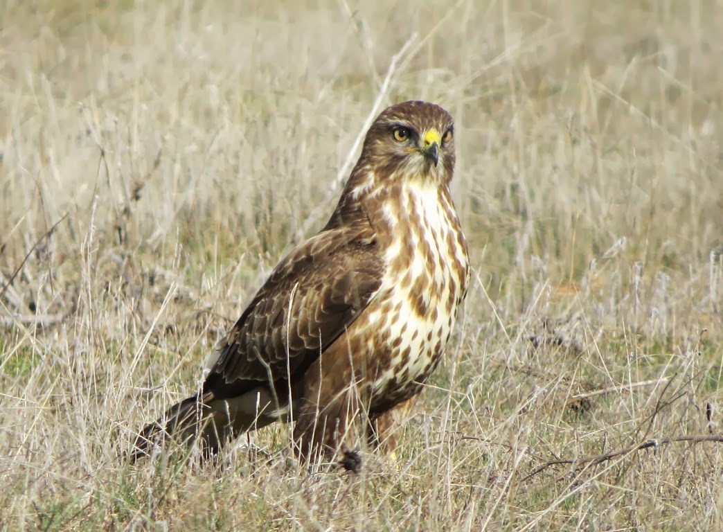 BIRDINGLEON: BUSARDO RATONERO desde el coche