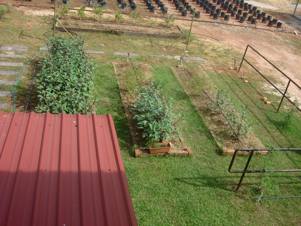 My little vegetable garden: Garden Design and it's outcome