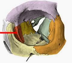 Morfofunción: Cabeza y cuello: Unguis