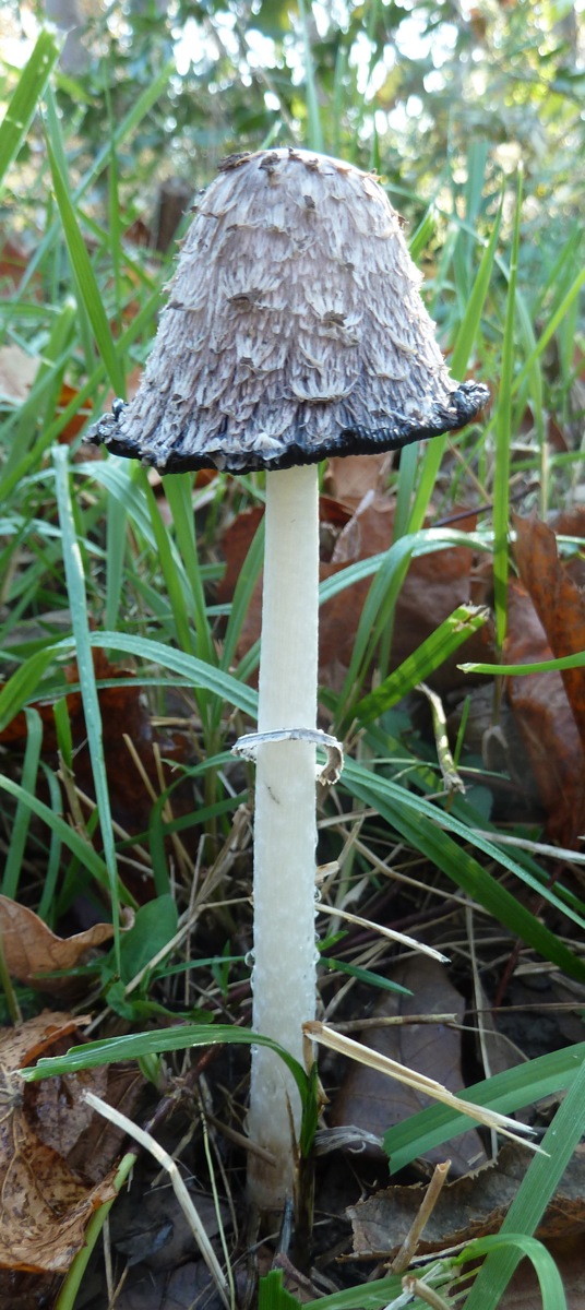 Springfield Plateau: Inky Cap