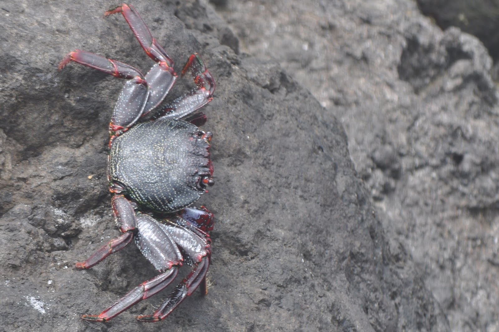 ZOOTOGRAFIANDO (6.100 ANIMALS): CANGREJO NEGRO, ZAYAPA O ABUETE ...