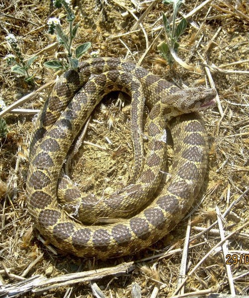 Biodiversity of Cyprus by NGO Protection of the Natural Heritage and ...