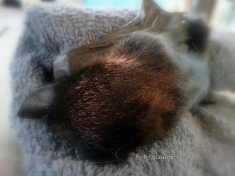 Rehab | Megabat baby black female