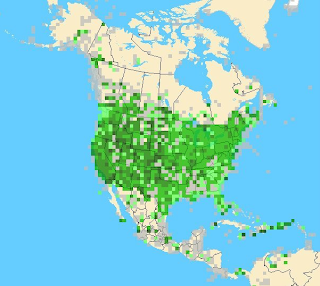 Birding Is Fun!: American Kestrel - Fun Facts & Viewing Tips