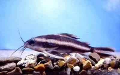 The family of aquarium fish catfish (Doradidae): Platidor, prickly ...