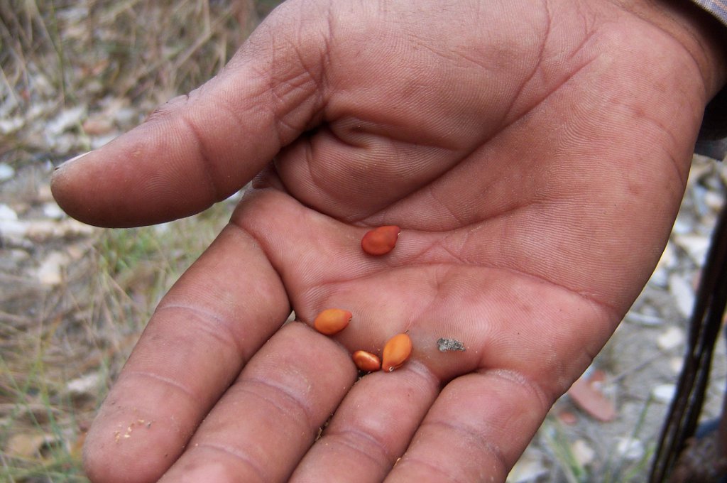 Investing in Tropical Trees: Collecting Native Tree Seeds