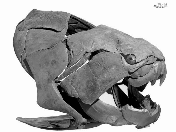 Mundo Pré-Histórico: Dunkleosteus - uma armadura poderosa
