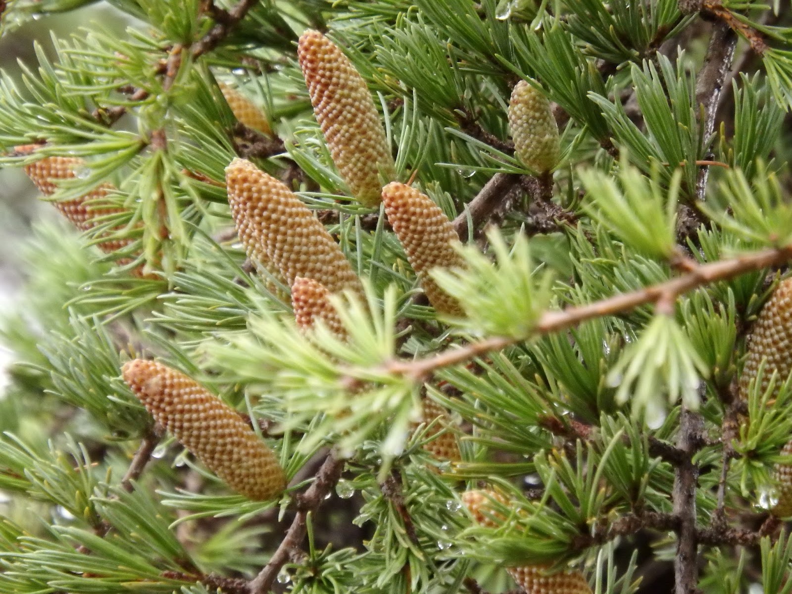 Deodara (Cedro llorón, Cedro del Himalaya, Cedro Deodara)