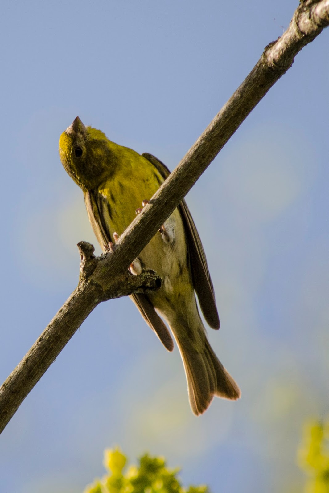 Looduspildid: Koldvint, Serinus serinus, Serin