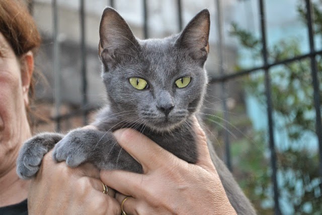 Adoptándonos: Linda gatita de color gris plomo y ojos verdes en ...
