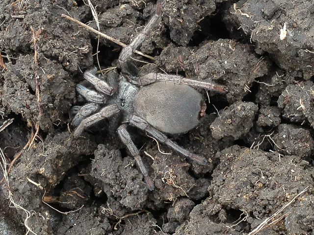 Dipper Ranch: Mindego Gateway - A New Trailhead to Russian Ridge