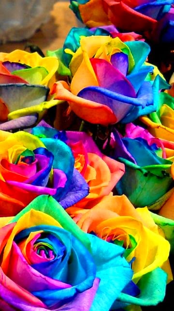 Multi Colour Rose Wallpapers For Mobile - flowershdwallpapers