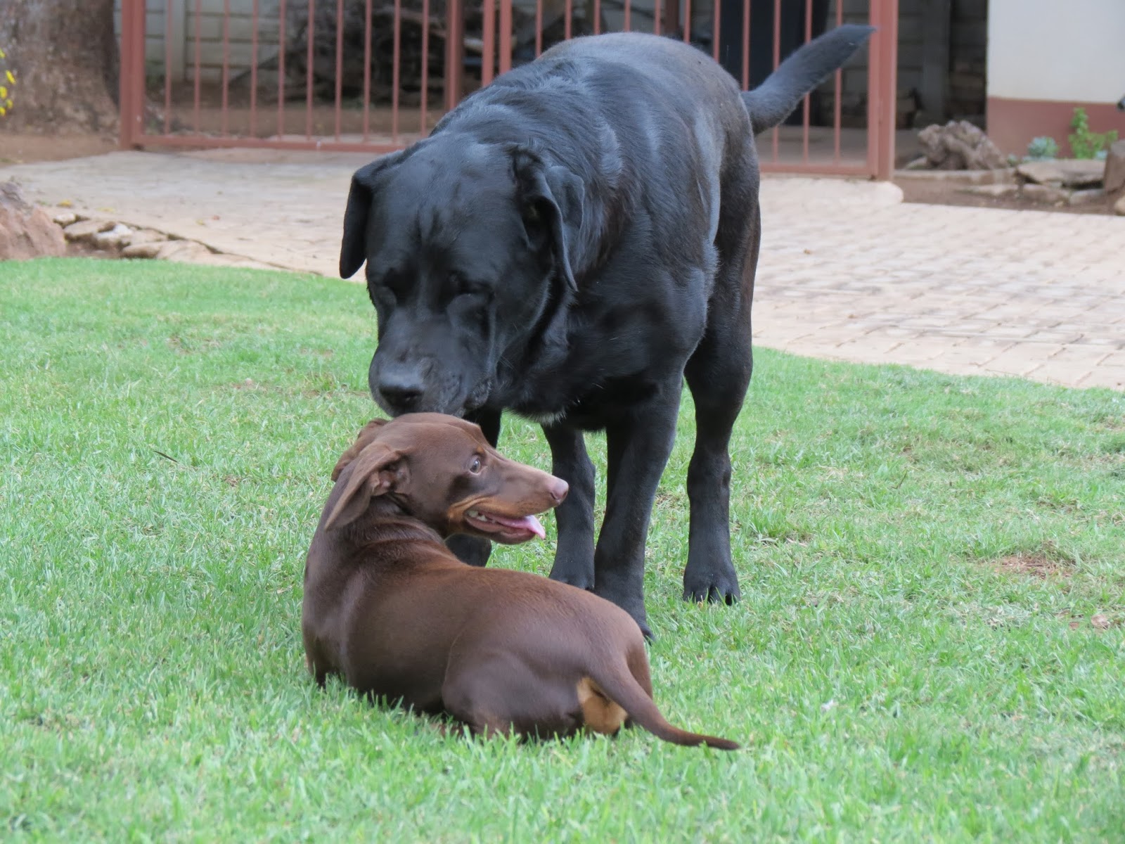 Kreatiewe Joernaal: tuin