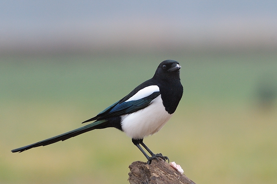 wawjol74: Sroka nie jest złodziejką