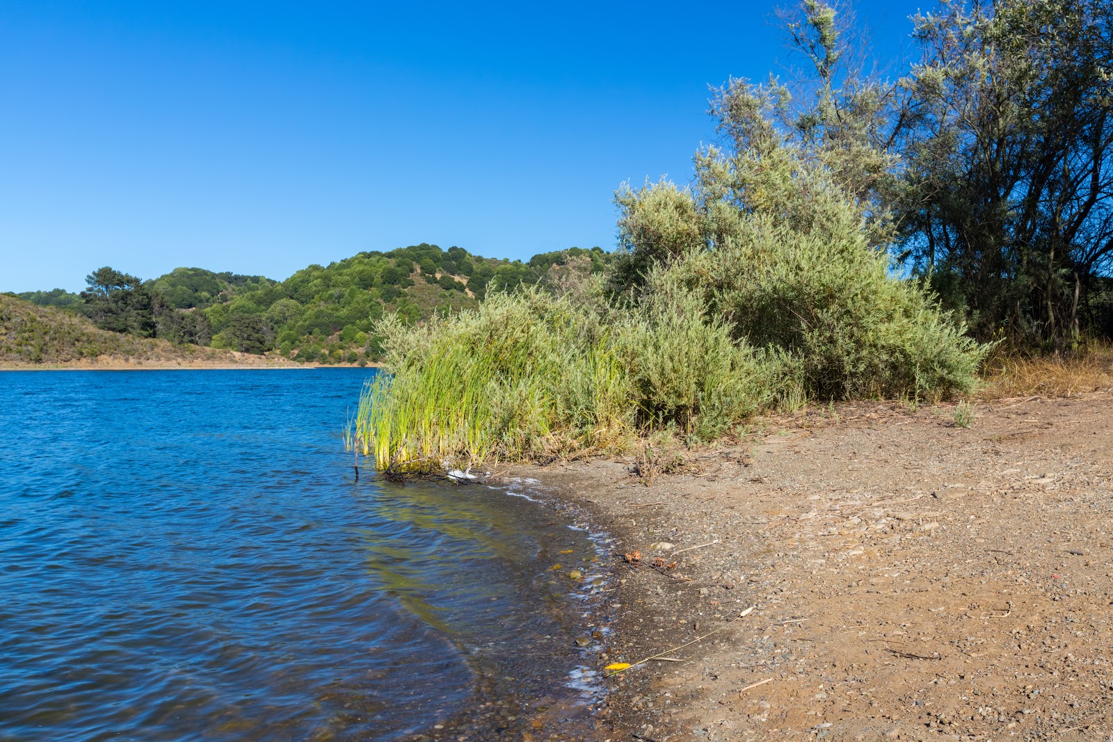Naturetastic Blog: Lake Chabot Regional Park - Castro Valley, CA (Part 2)
