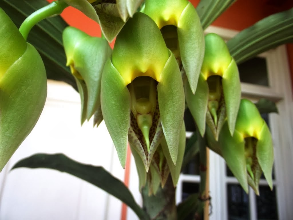 THE VAMPIRE ORCHID - Catasetum macrocarpum |The Garden of Eaden