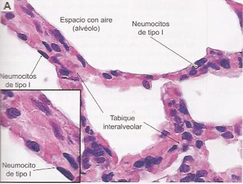 Odfelipef: Aparato Respiratorio