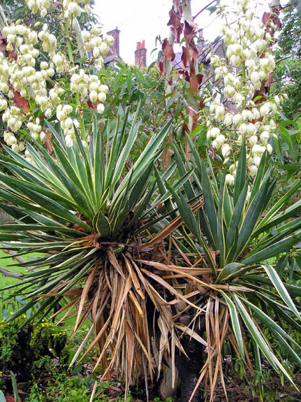 Home And Garden : Yucca spp.
