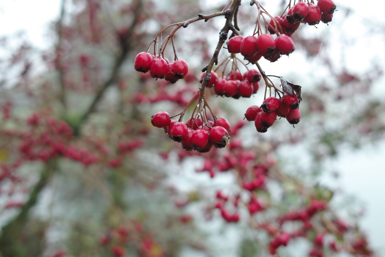 OTCHIPOTCHI: THIS MORNING BERRIES
