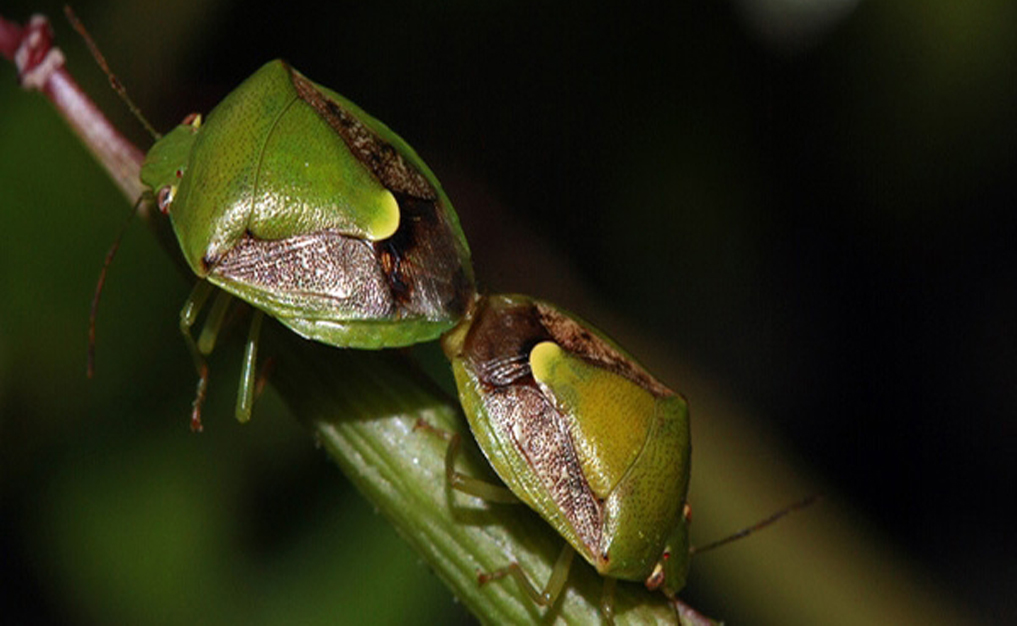 Kreasi Usaha: Hama Kepik Hijau sebagai Organisme Pengganggu Tanaman ...
