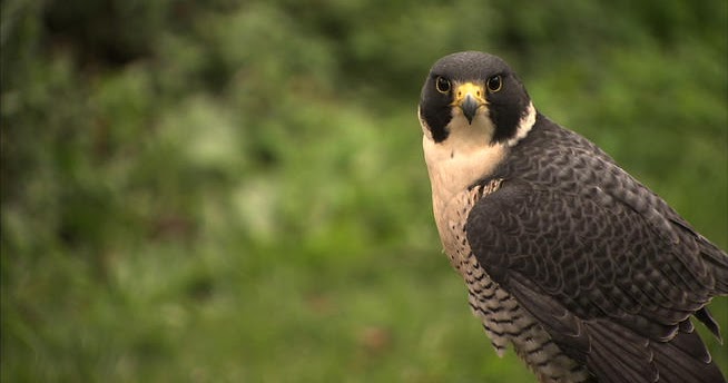 Cute Pets Falcon Wallpapers - Cute Pets Wallpapers