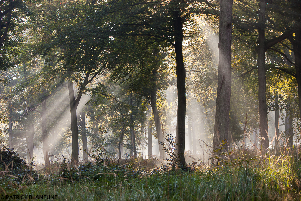 AU RYTHME DES SAISONS-----------------: Forêt de Roumare classée Forêt d'Ex