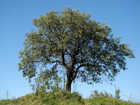 Candeia (Gochnatia polymorpha)