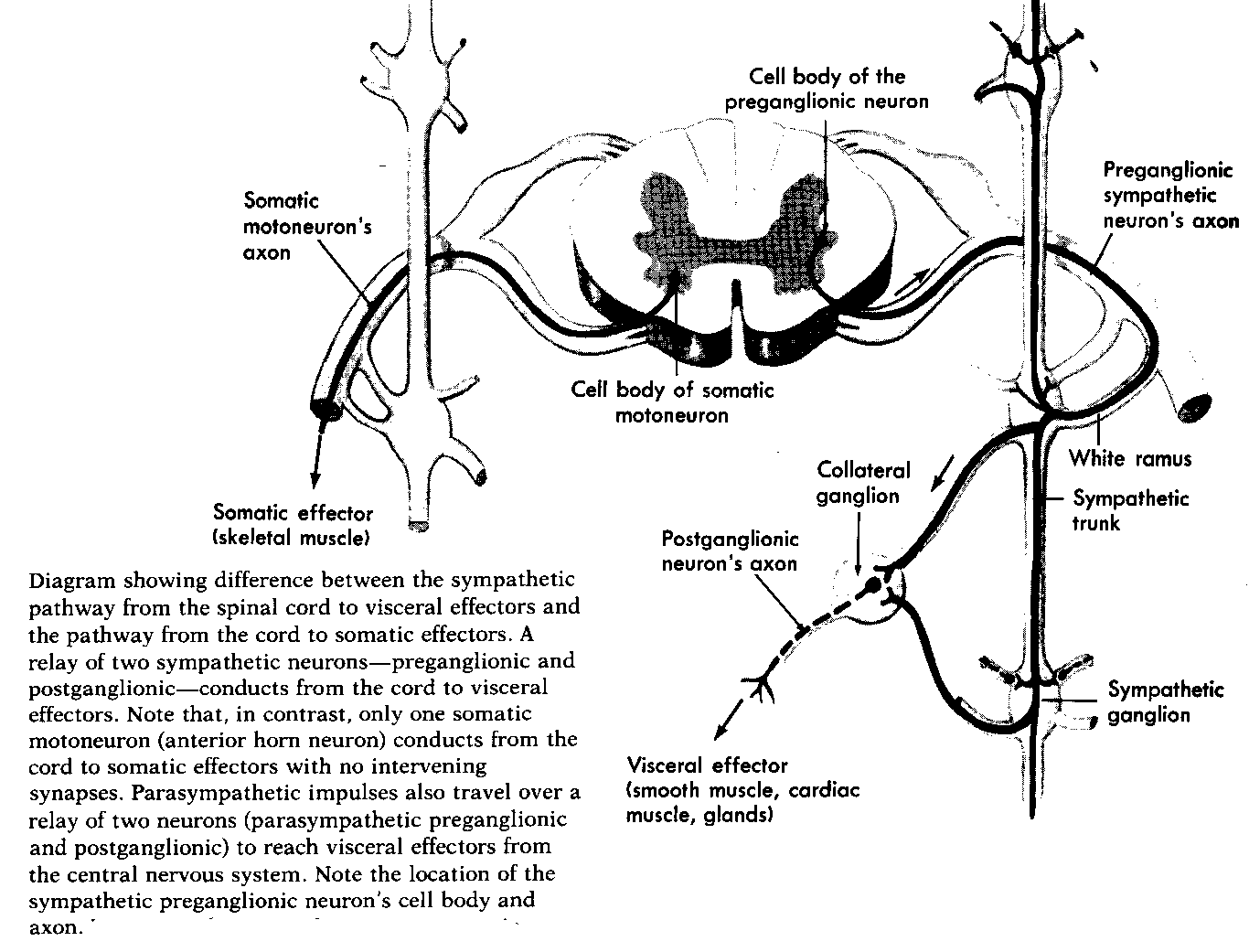 Bio Geo Nerd: Nervous System