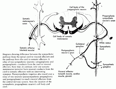 Bio Geo Nerd: Nervous System