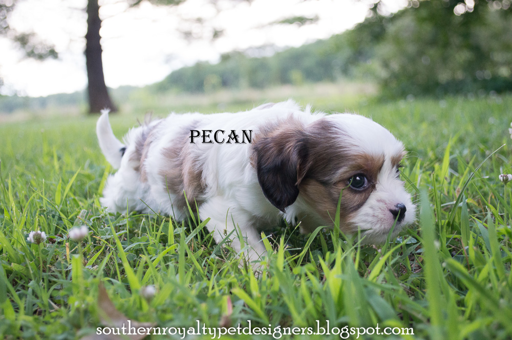 Southern Royalty Pet Designers: Cavaton puppies born 5/8/2017