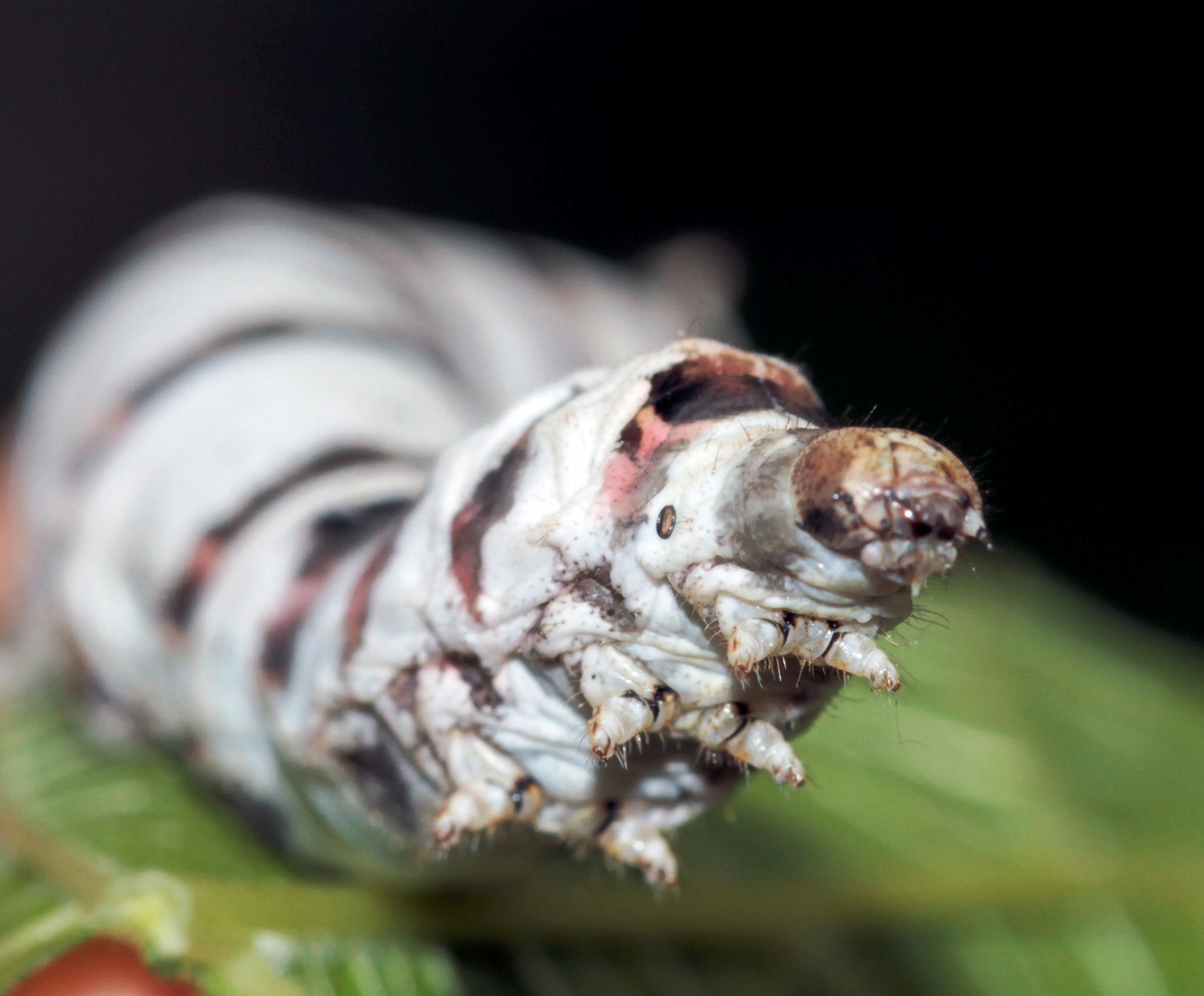 Fogeborboleta: Bicho da seda