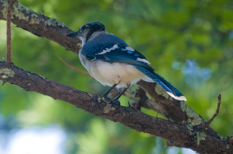 Teratology: Native Birds of Cape Cod