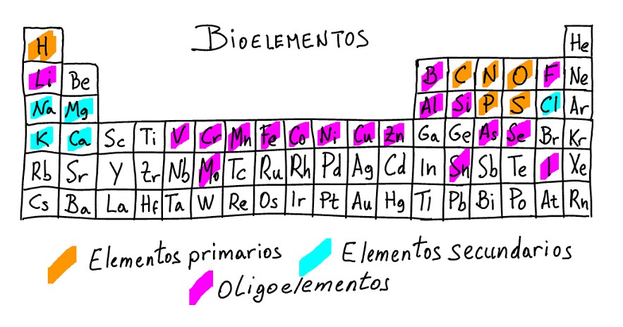 Los Bioelementos