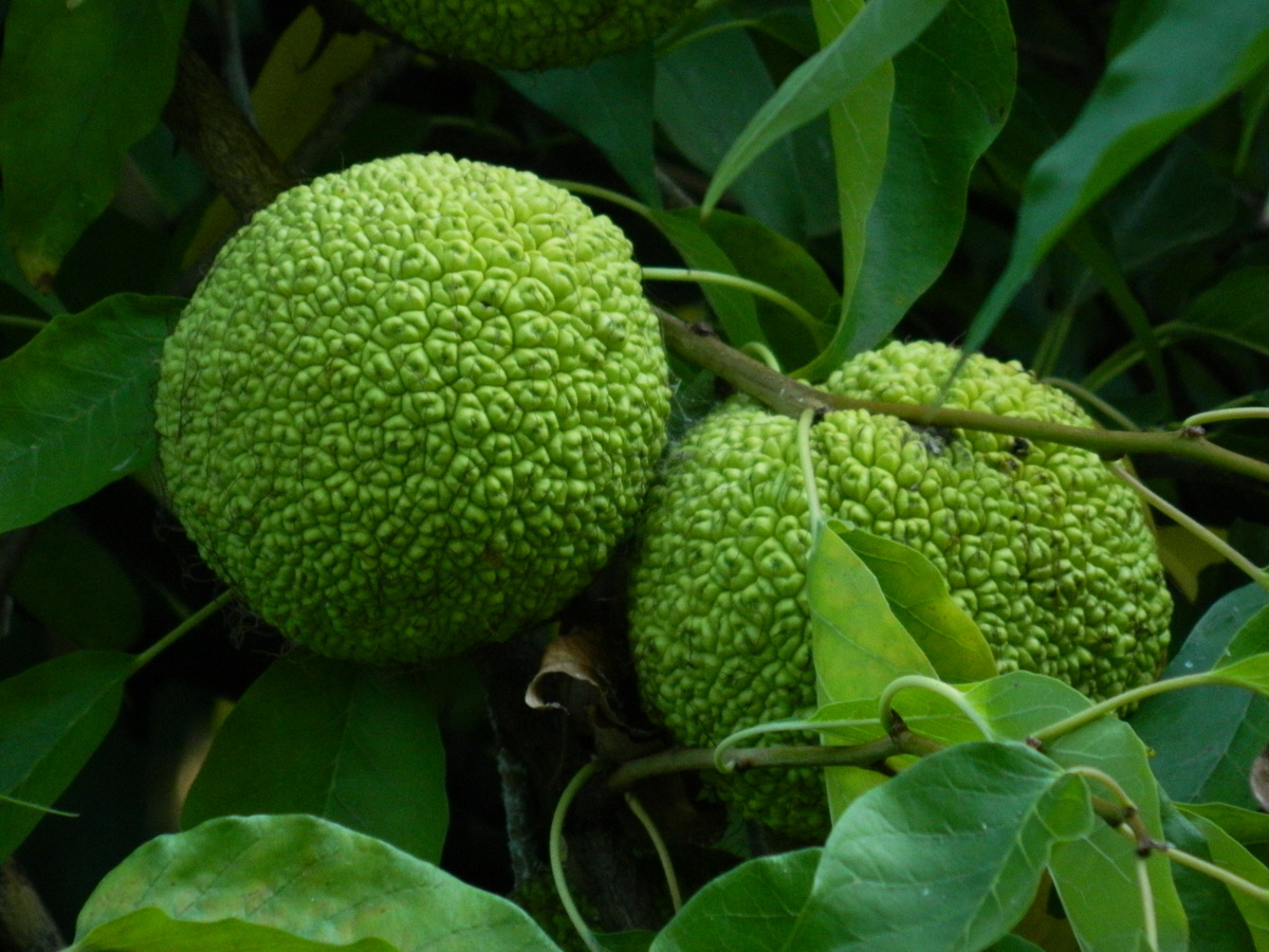 LA MULTI ANI, ROMANIA!: Fructe verzi