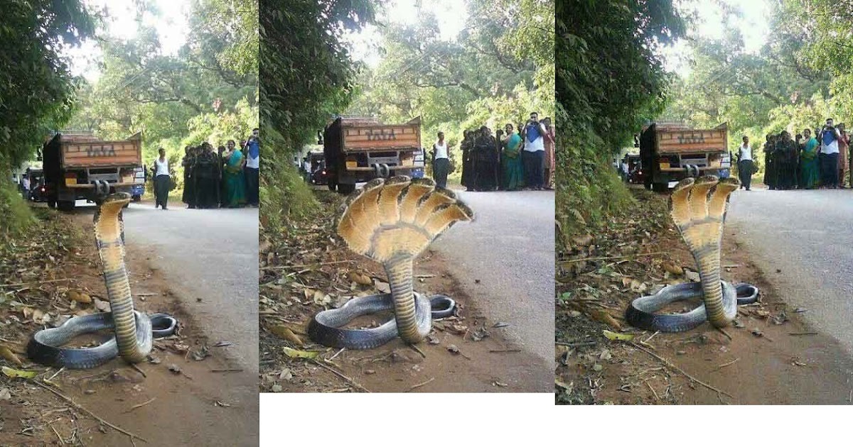 The truth of three-headed snake.