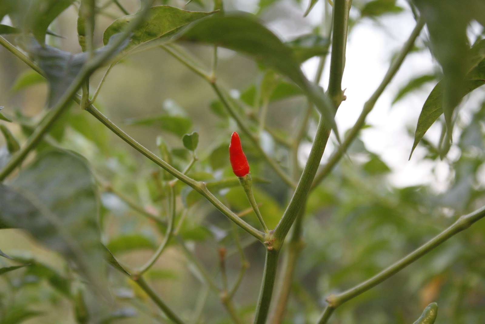 KLASIFIKASI ILMIAH CABAI RAWIT - SERTA MANFAATNYA BAGI KESEHATAN | JDSK