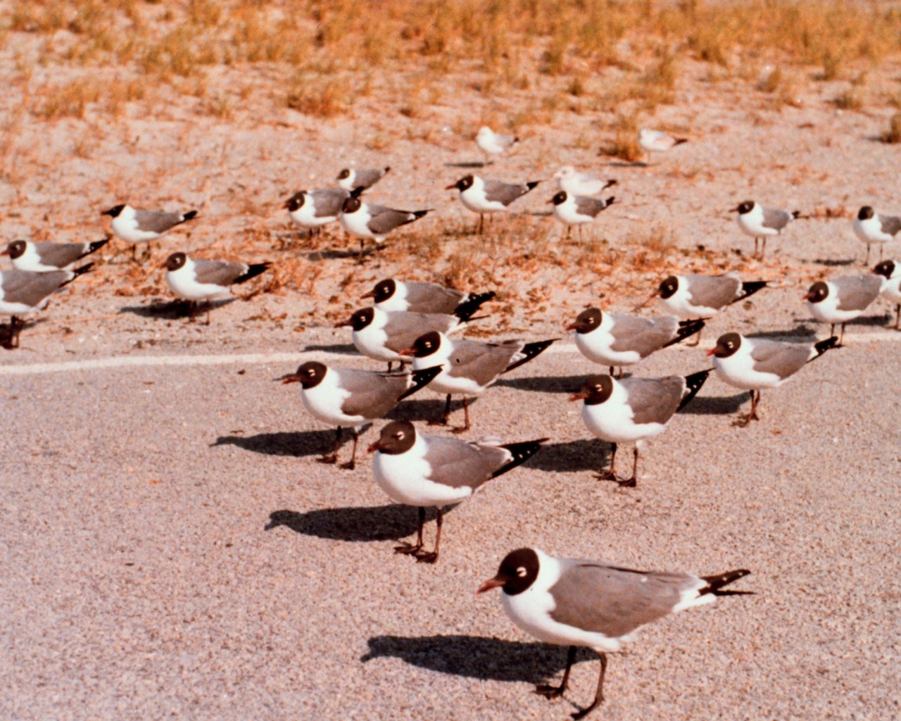 Beautiful Water Birds pictures | cini clips