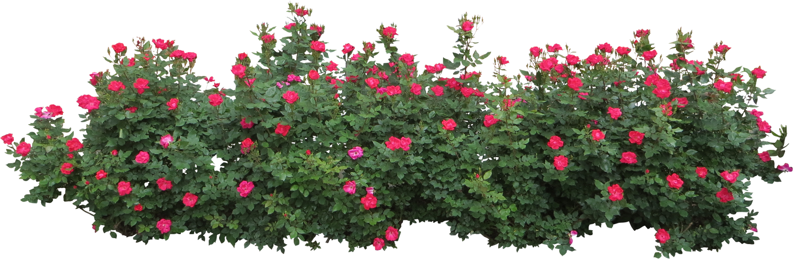 pouzolles textures : arbres,buissons et arbustes