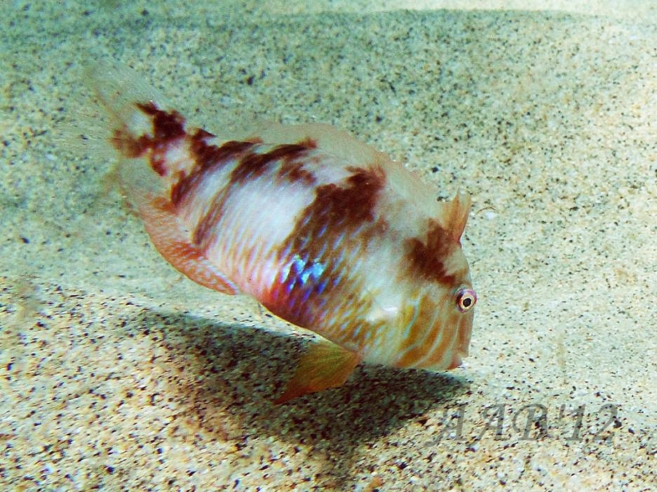 MALLORCA SALVAJE: Un tesoro del mar balear: el Raor