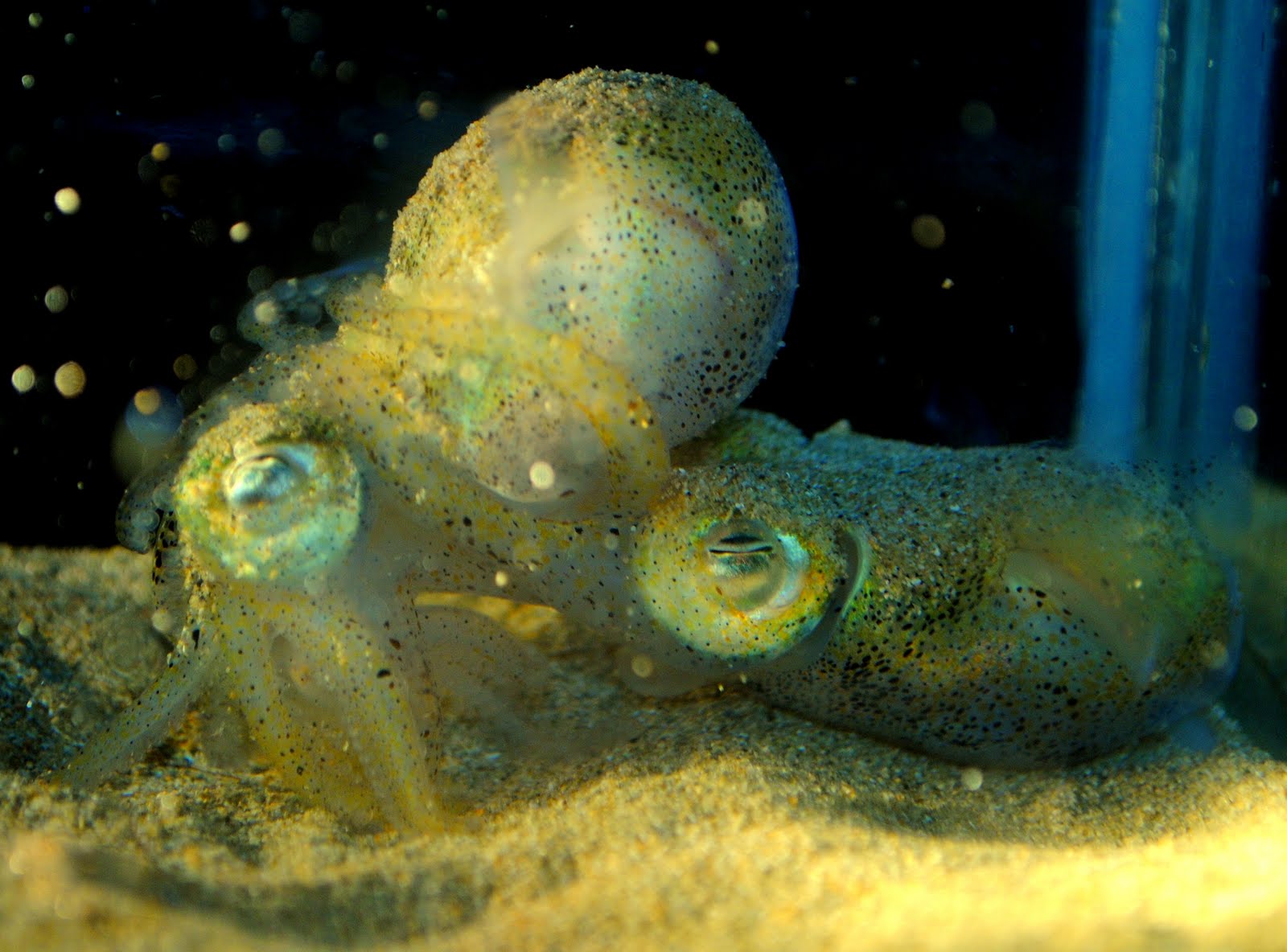 Marine Discovery Centre Volunteer News: Cute & sexy squid...