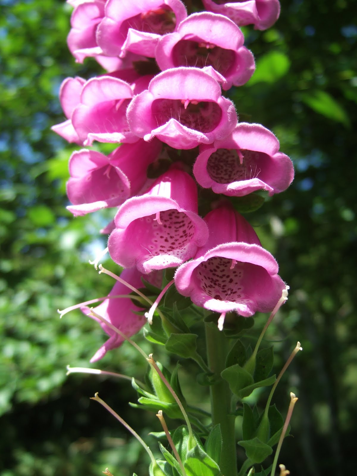 Reading the Washington Landscape: Digitalis