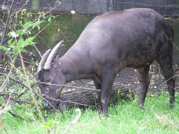 HEWAN ASLI INDONESIA YANG HAMPIR PUNAH | BLOG INDONESIA