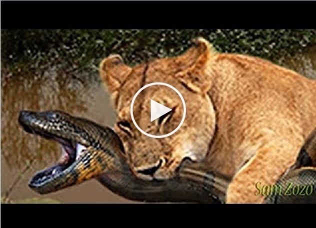 WATCH OUT The Giant Anaconda vs Lion vs Tiger vs Python - Wild Animal ...
