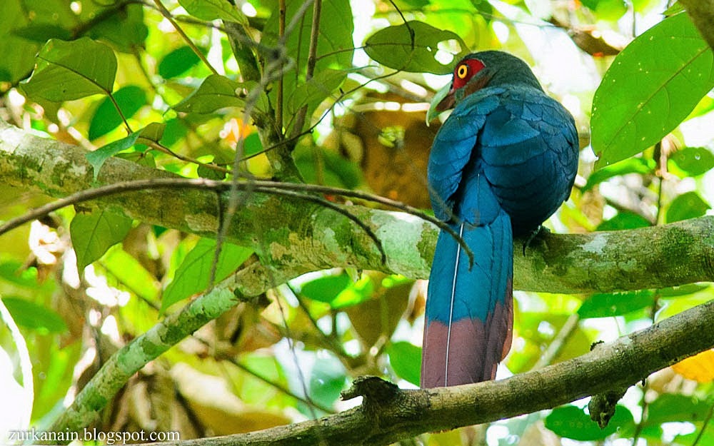Zul Ya - Birds of Peninsular Malaysia: Love Nature of Tropical ...