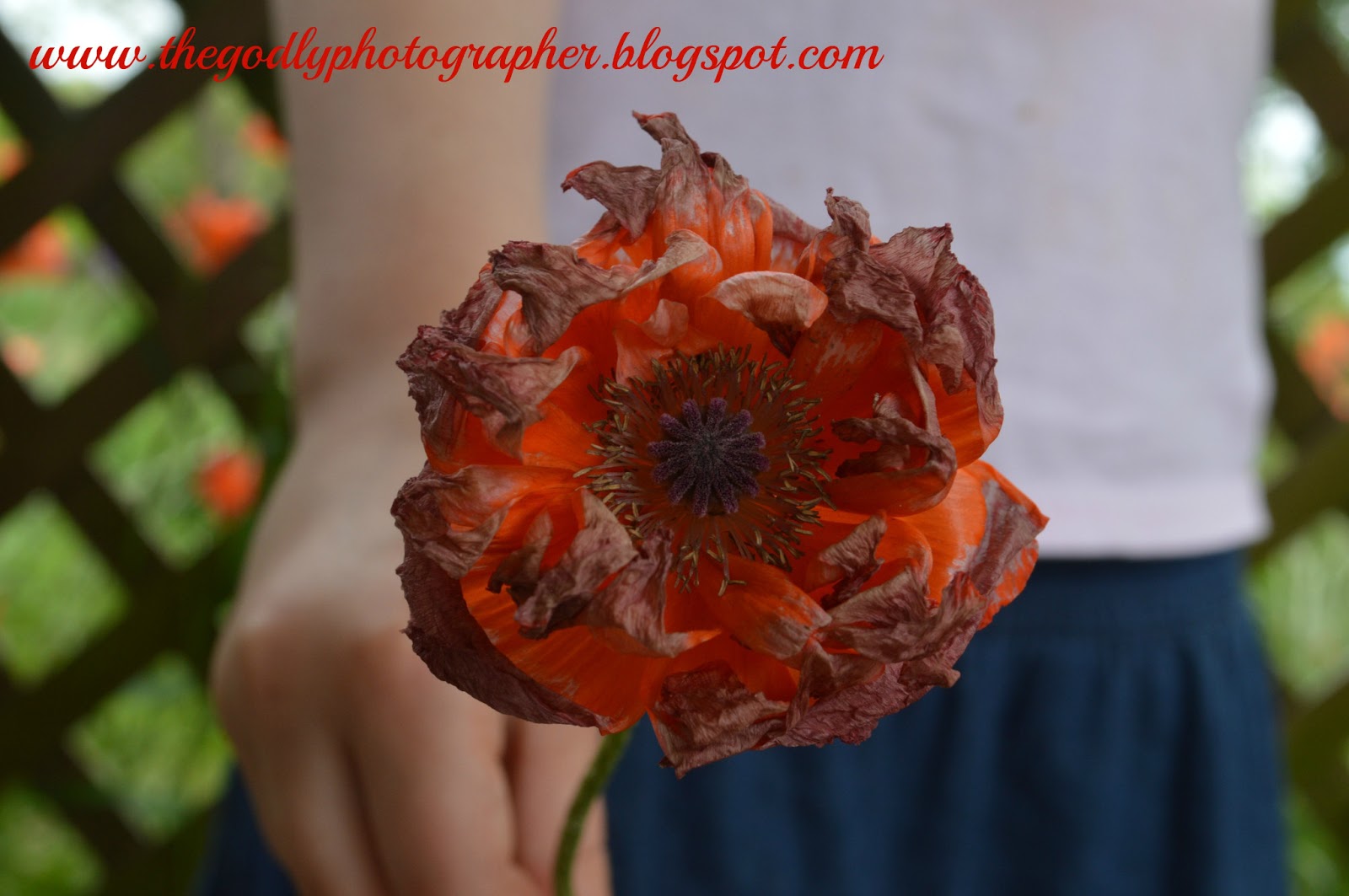 The Godly Photographer: Dying Poppy