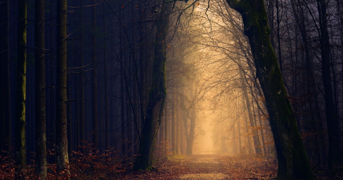 "Hit the sawdust trail" nghĩa là gì?