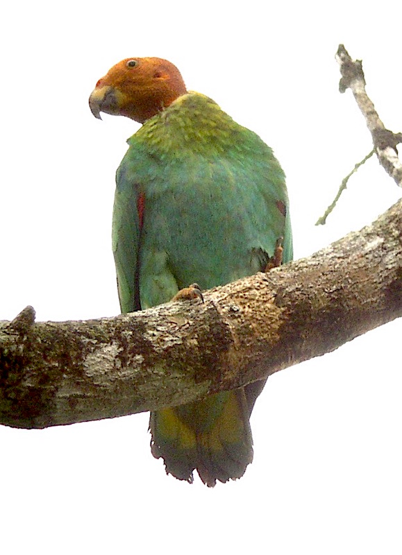 Birdernaturalist: Rio Azul Jungle Lodge – My First Visit