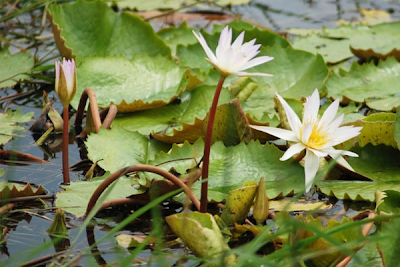 We love Our Bangladesh: White water Lily or Sada Shapla is the national ...
