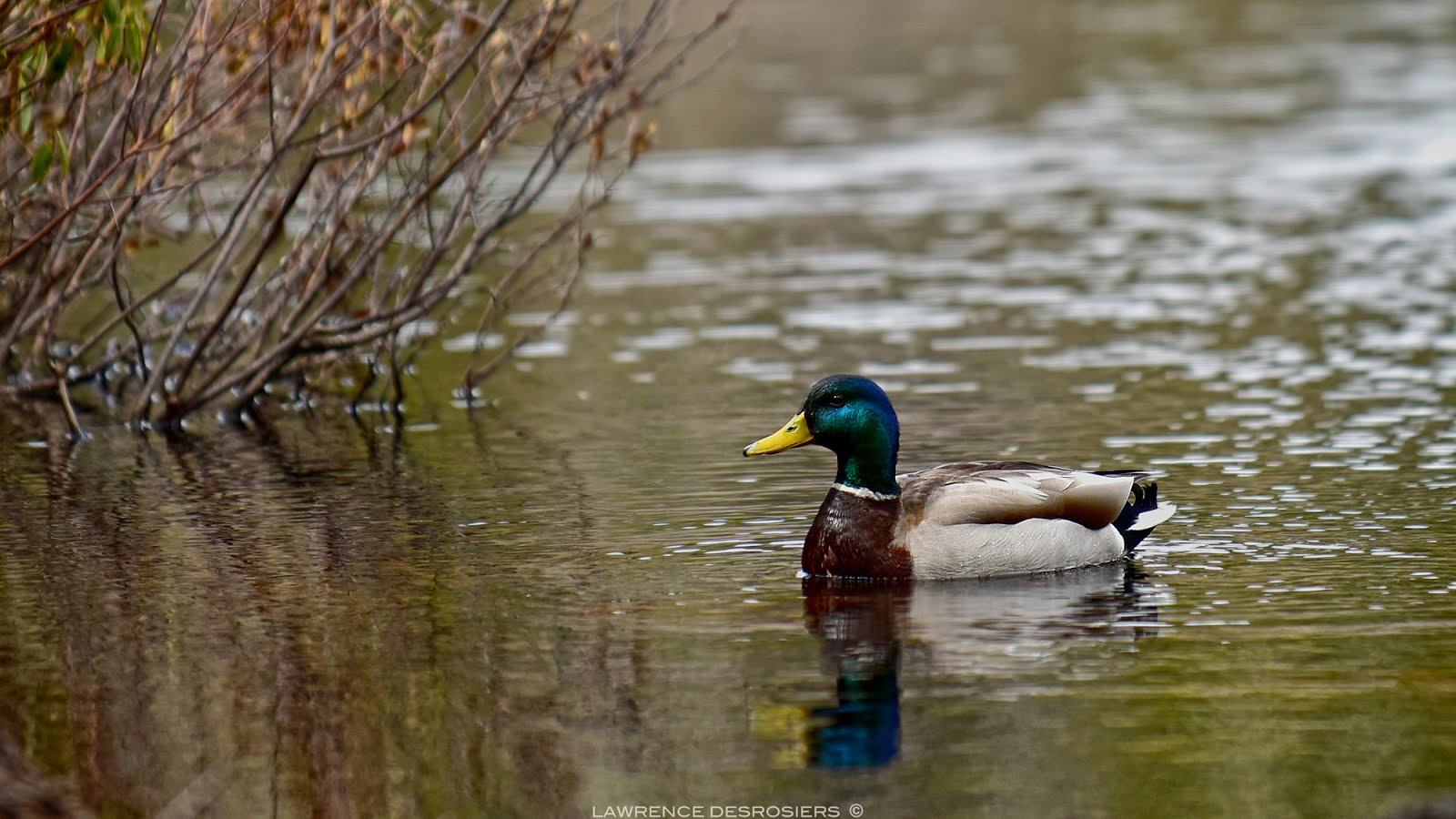 Photos, mots et dessins: Colvert...