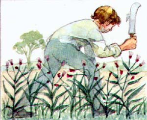 Wereldgeschiedenis: Boeren in de middeleeuwen